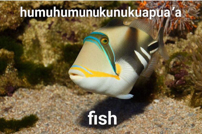 Hawaii State Fish Humuhumunukunukuapua'a Pronunciation